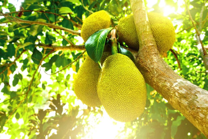 Local Fruits You’ve Never Heard Of: Soursop, Ackee, and Breadfruit ...